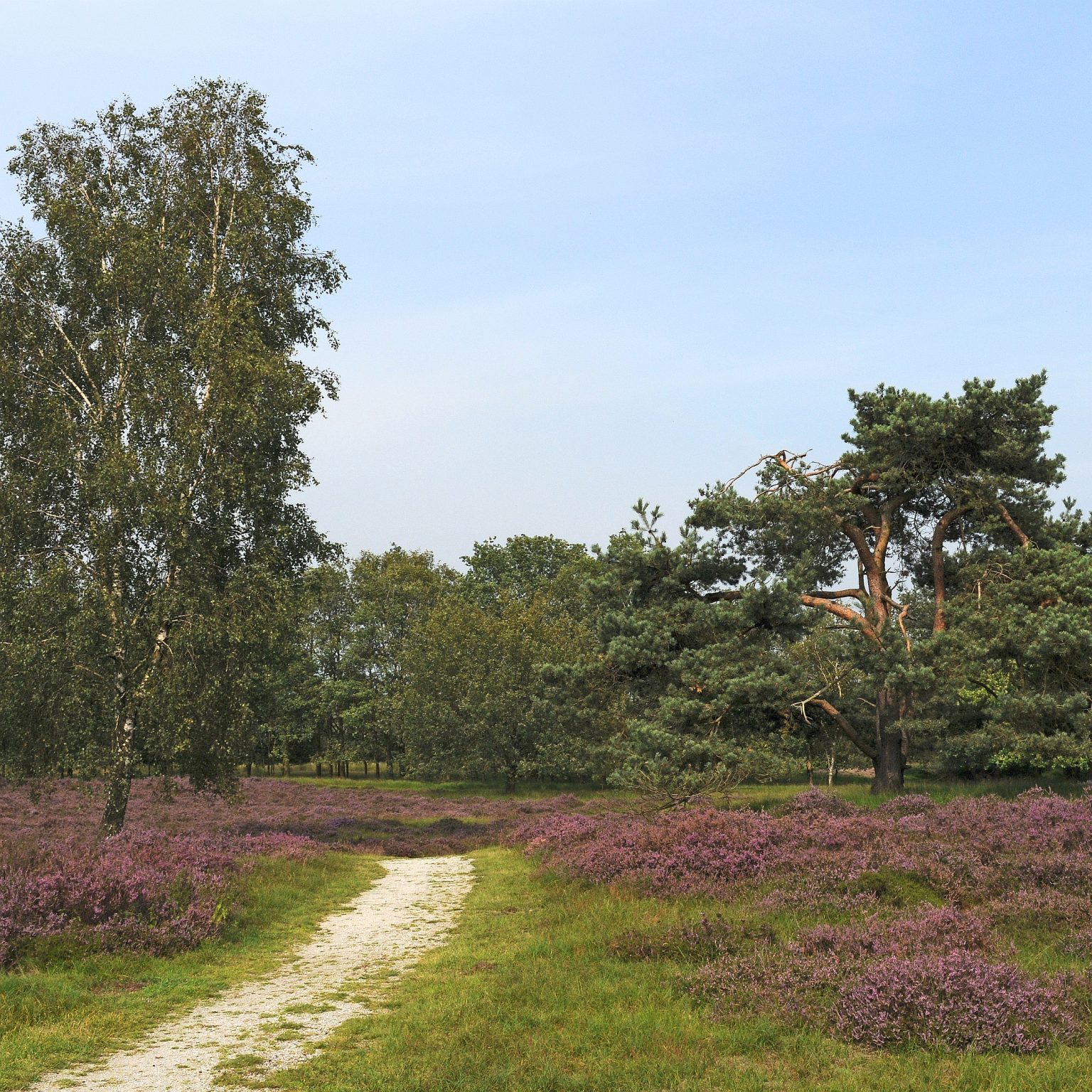Wandeling Hooge Heide - IVN