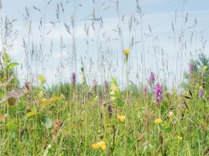 Zomerwandeling flora Bossche Broek - 's-Hertogenbosch