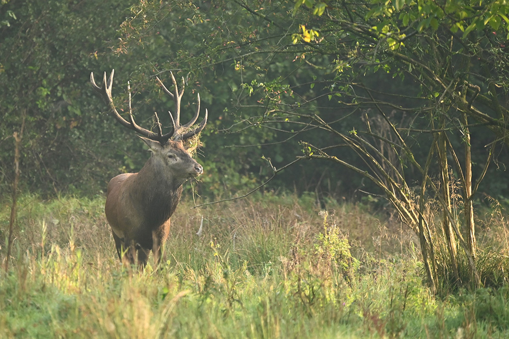 Lezing Edelhert in het Groene Woud - IVN
