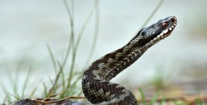 De drie Nederlandse slangen. - Aa en Hunze