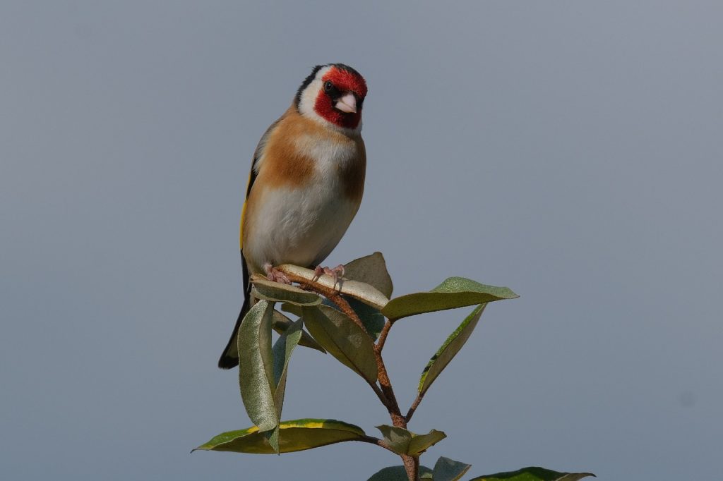 De Distelvink (Carduelis carduelis) of de Putter - IVN