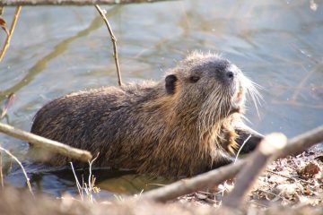 De Bever of Castor Fiber - IVN