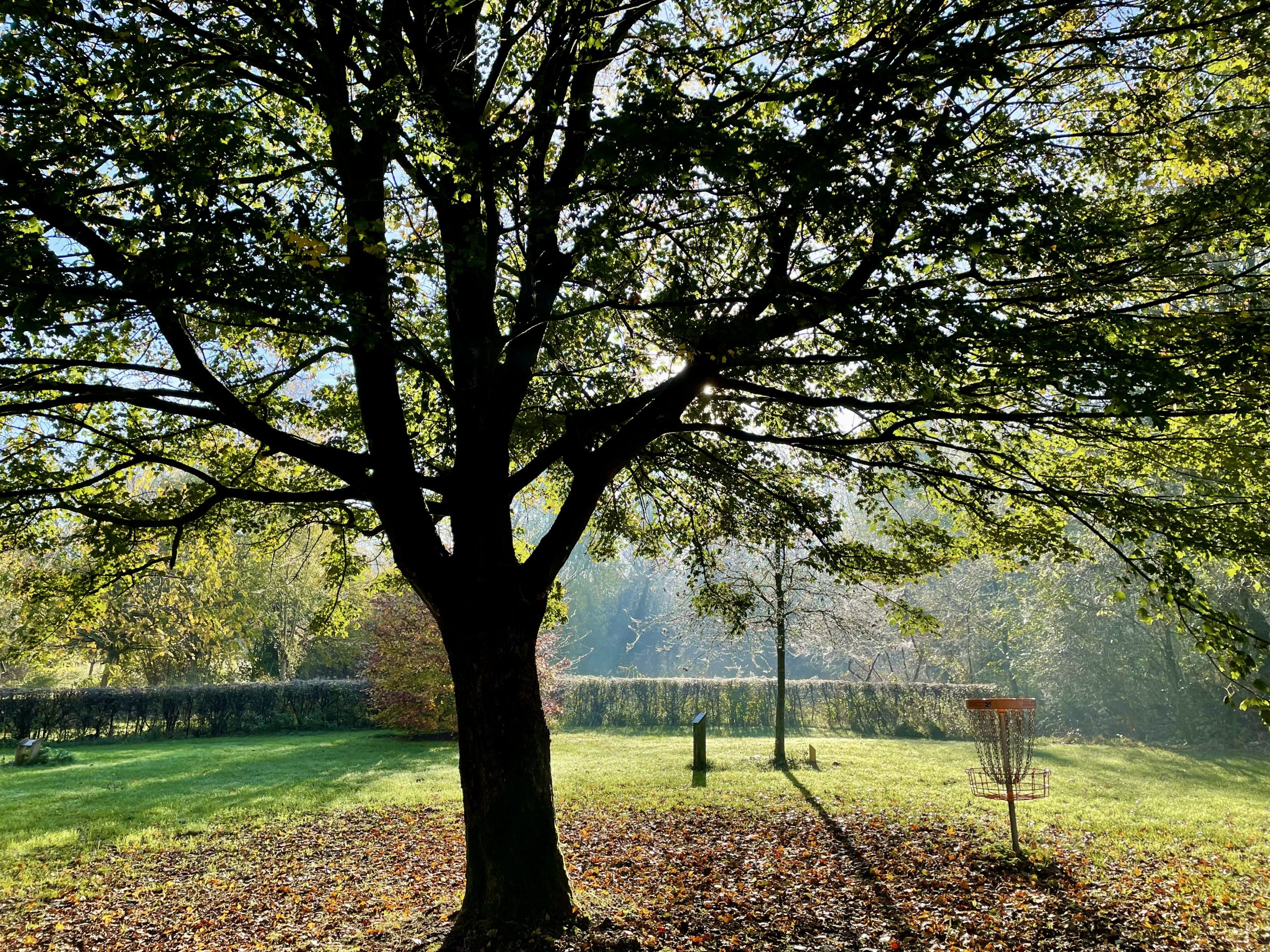 Markante Bomen Almere - IVN