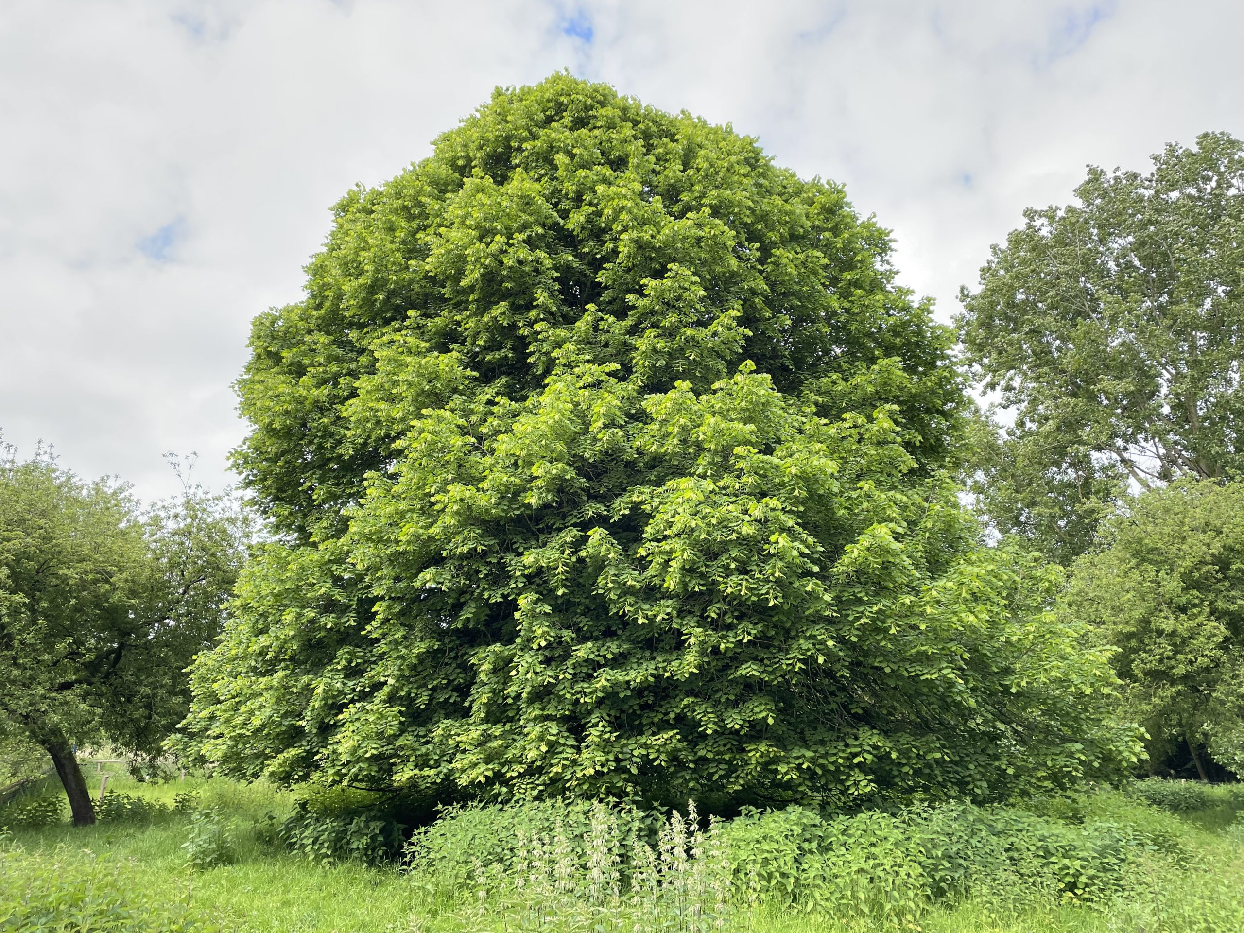 Gewone Linde Vroege Vogelbos - Almere