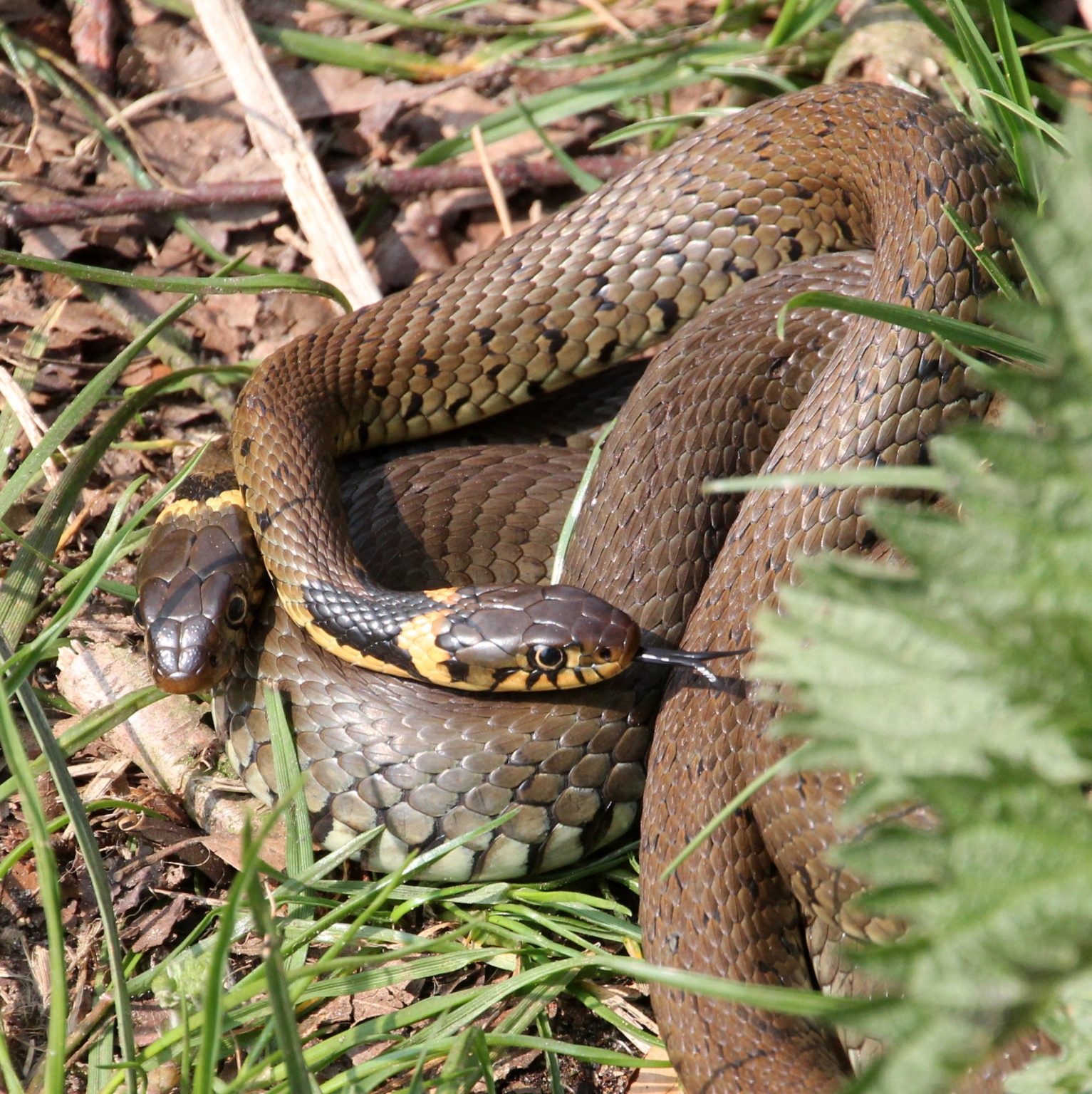 Natuurlezing: Broeien of broeden de ringslangen? Over ringslangen in en ...