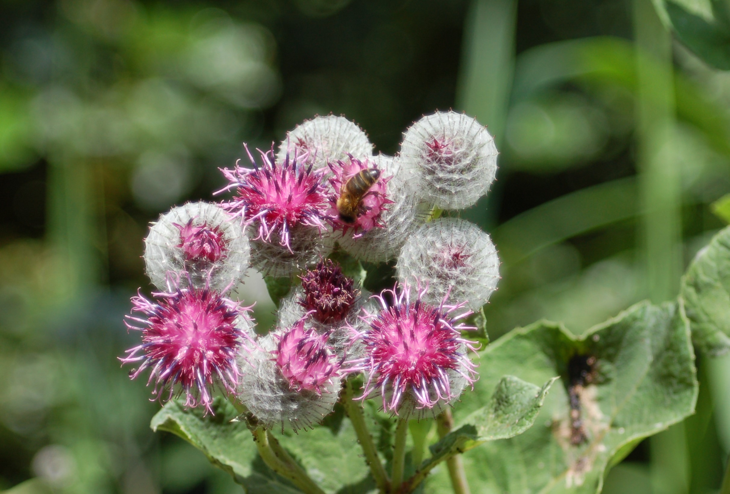 Publieks-excursie: Bloemen en insecten in de heemtuin, Arnhem - Arnhem
