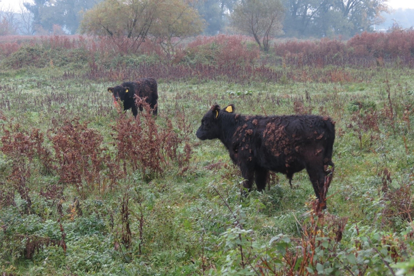 Publieks-excursie: Op stap met de Scharrelkids Arnhem: Diersporen in ...