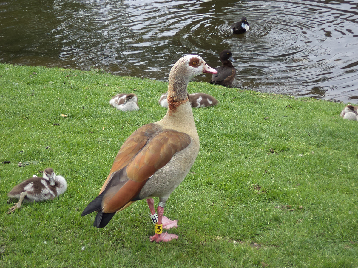 Scharrelkids: Vogels in Meinerswijk - IVN