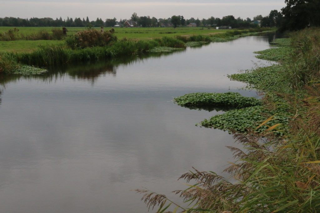 Verslag excursie (invasieve) exoten 14 juni 2023 - IVN