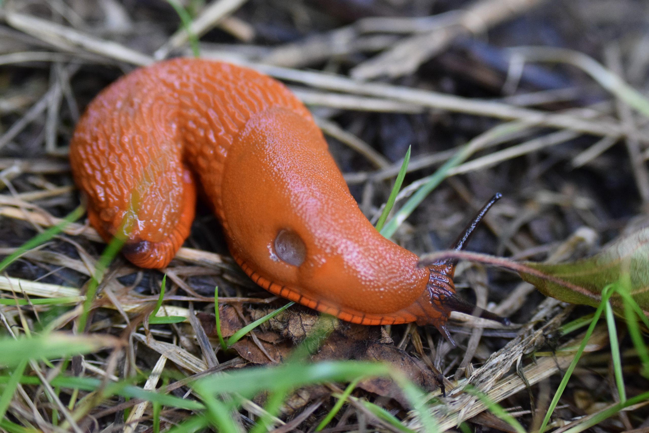 Presentatie over de wereld van de slak - Asten-Someren