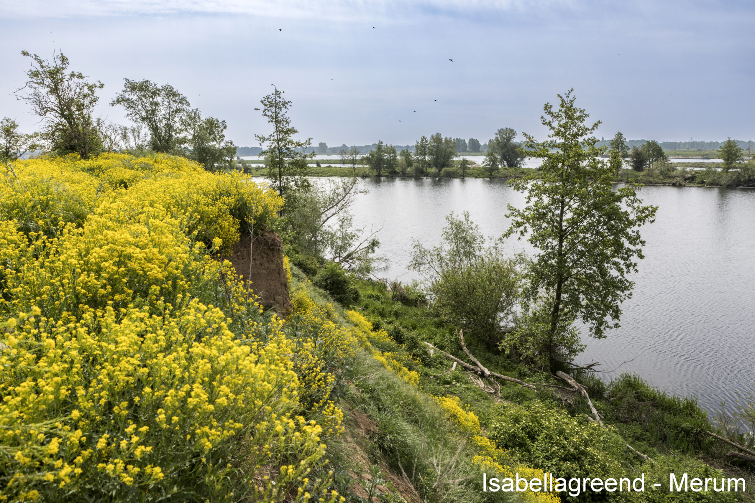 Senioren: Isabellagreend, Merum - Asten-Someren