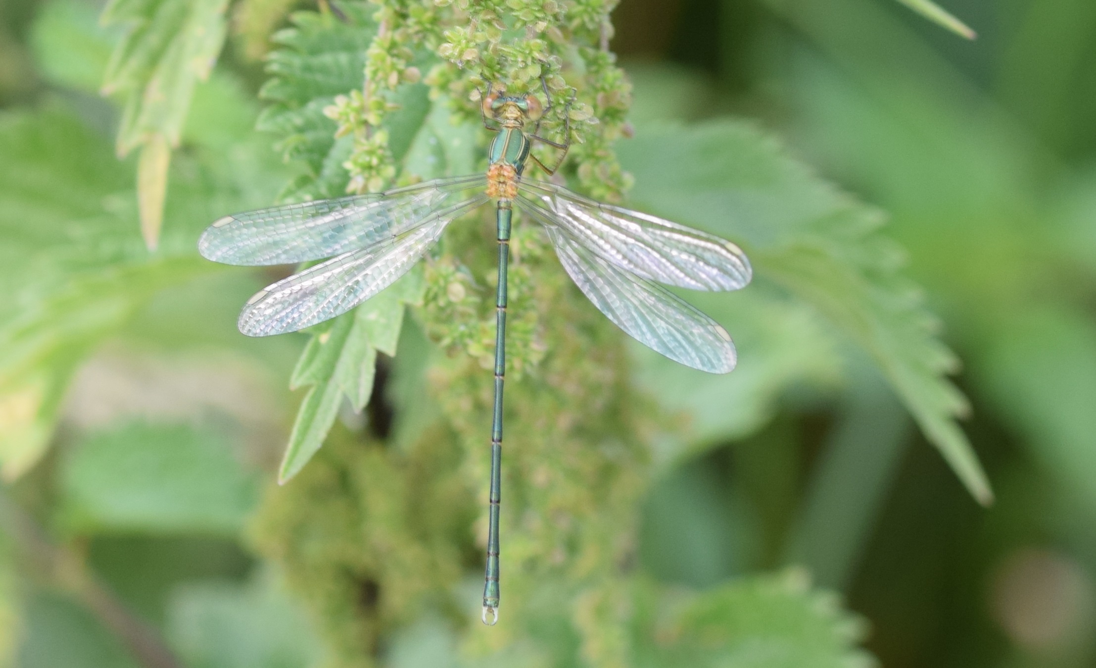 Lezing over insecten - IVN