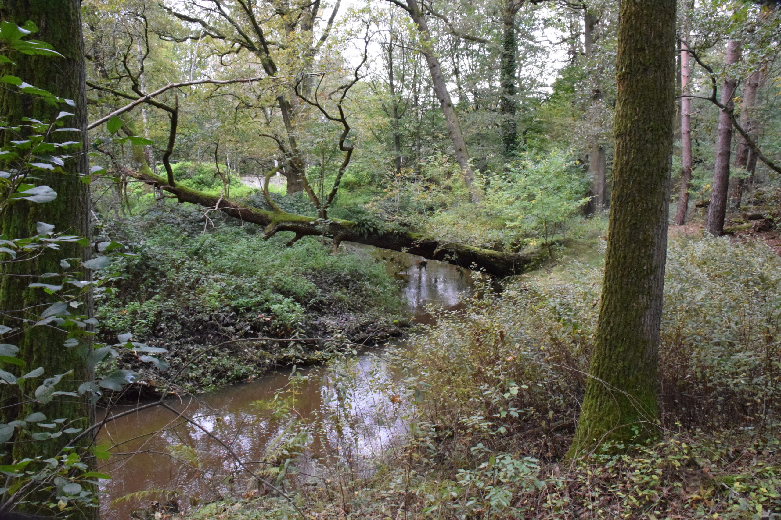 Film over de Kleine Dommel - IVN