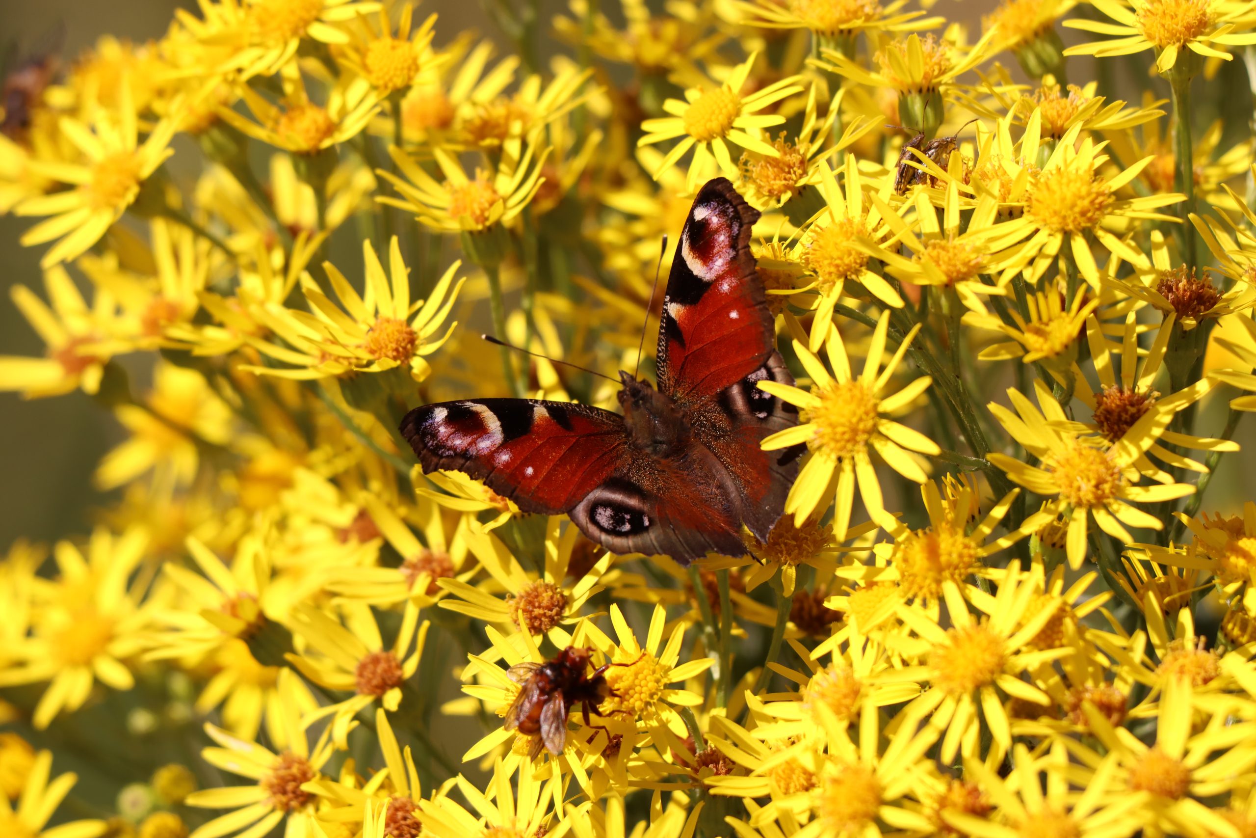IVN Baarlo-Maasbree - IVN