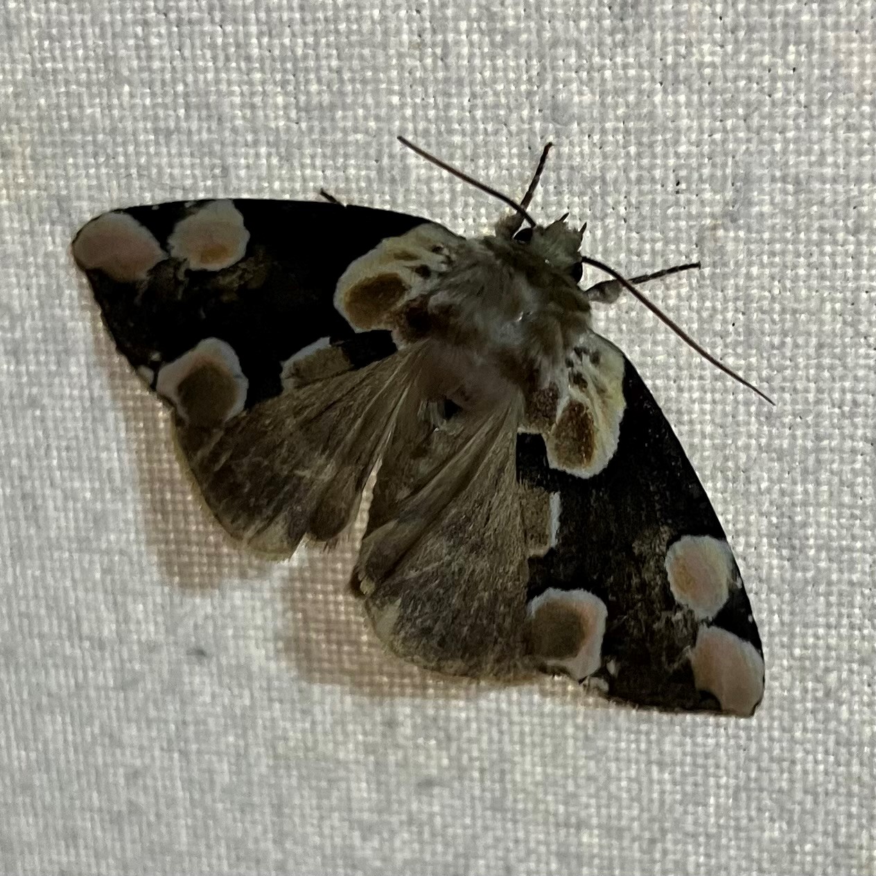 Workshop vlinders en aansluitend nachtvlindernacht met Jan en Riek ...