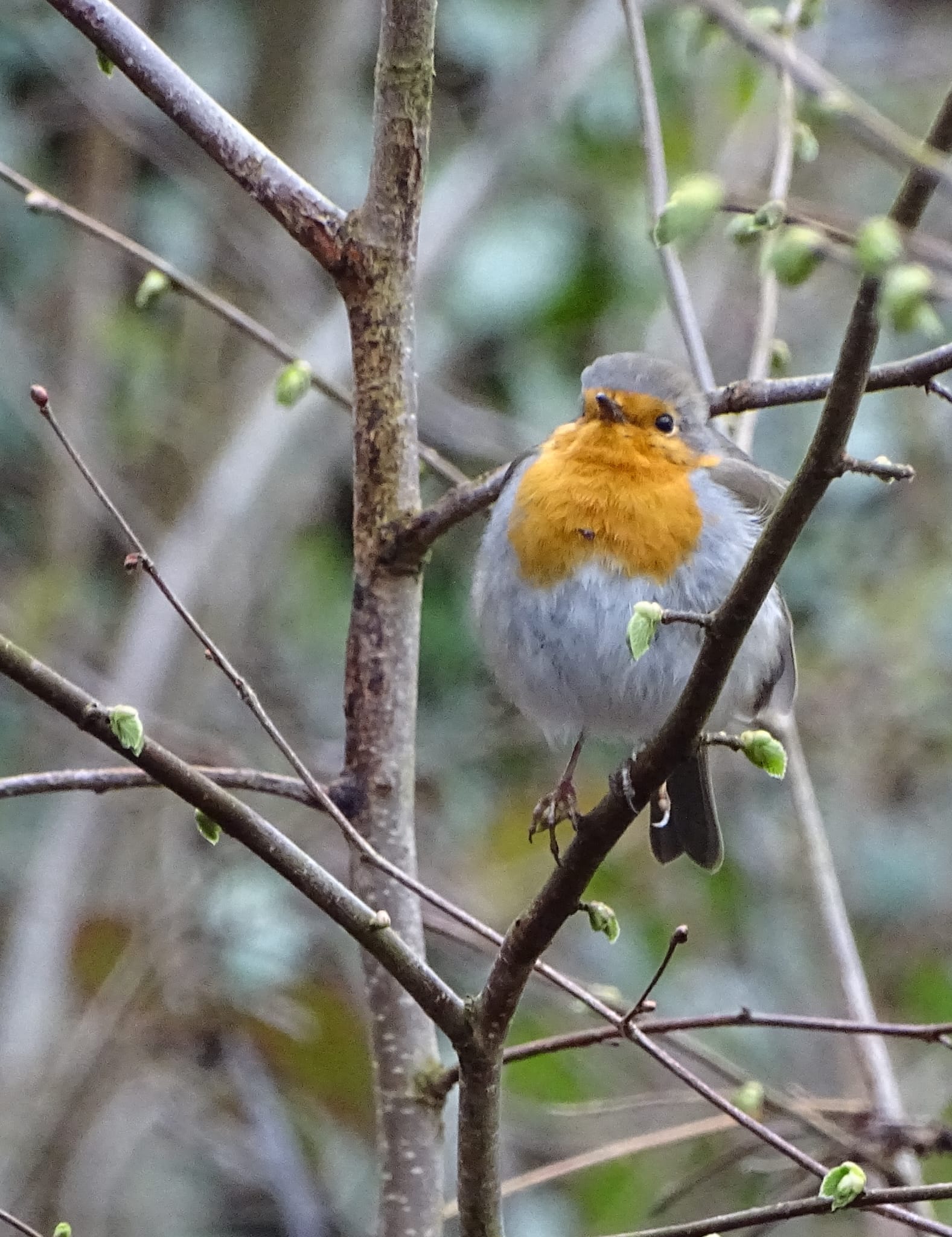 Vogels kijken - Beekdaelen-Nuth