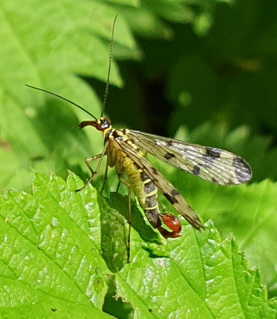 De gewone scorpioenvlieg - Beekdaelen-Nuth