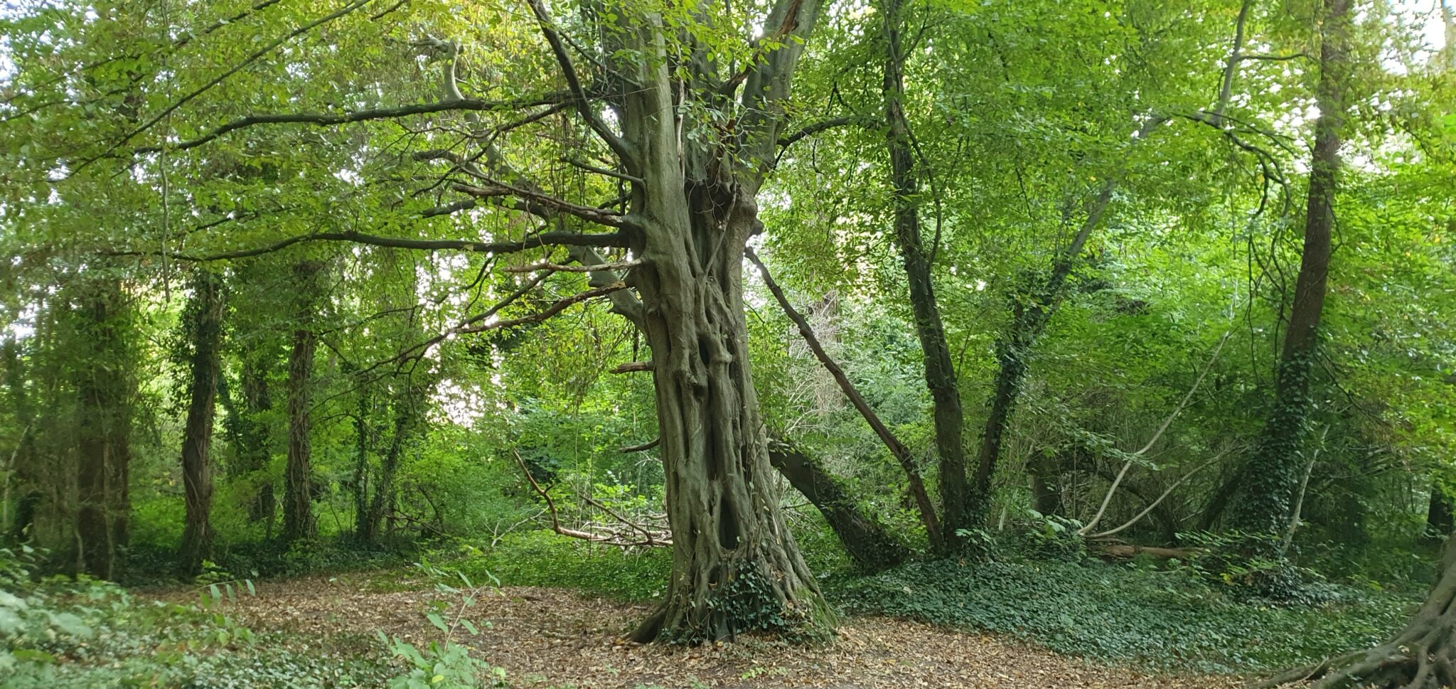 Lezing: Monumentale bomen en hun waarde voor mens, dier en omgeving - IVN