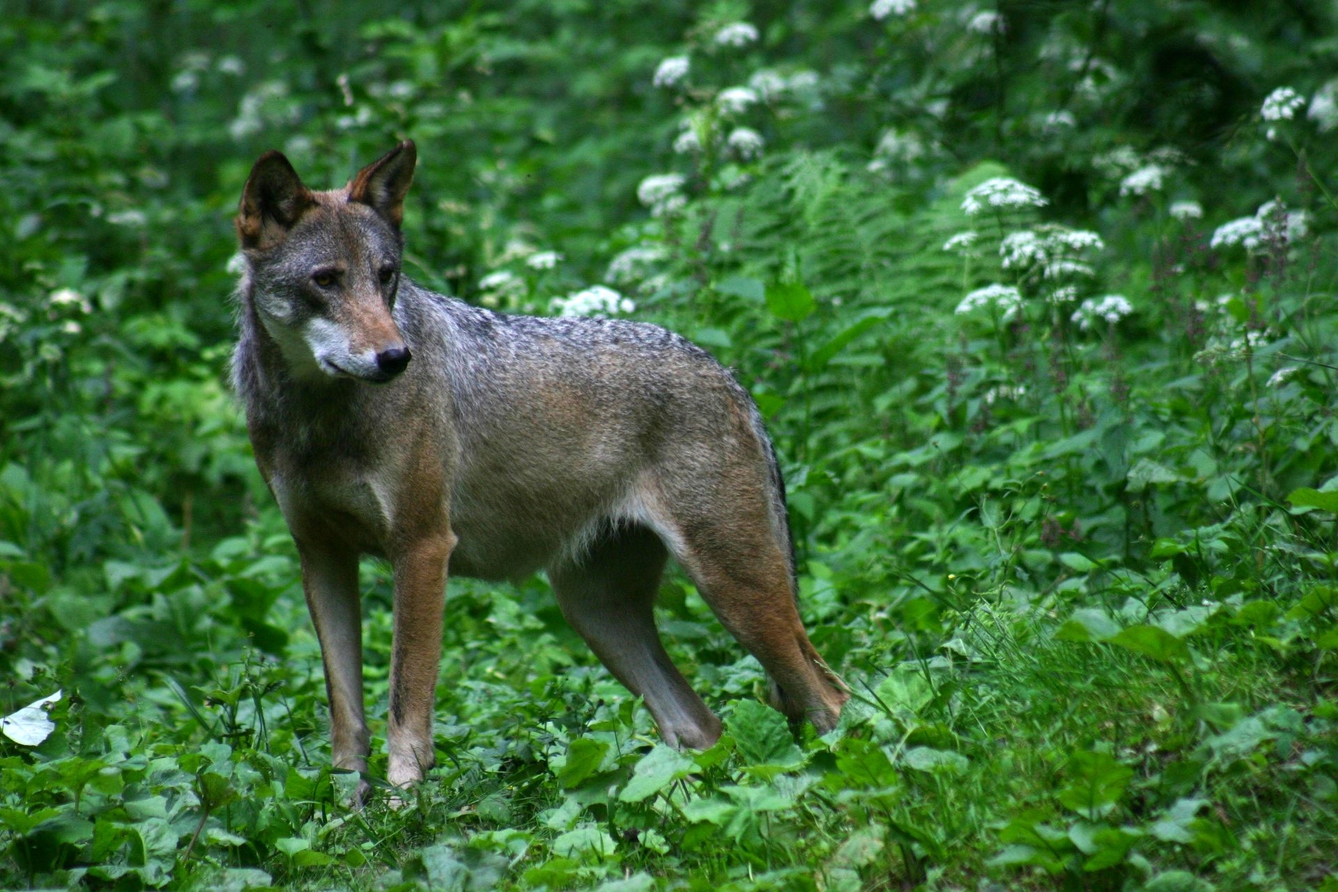 De wolf terug in Nederland - Maasduinen