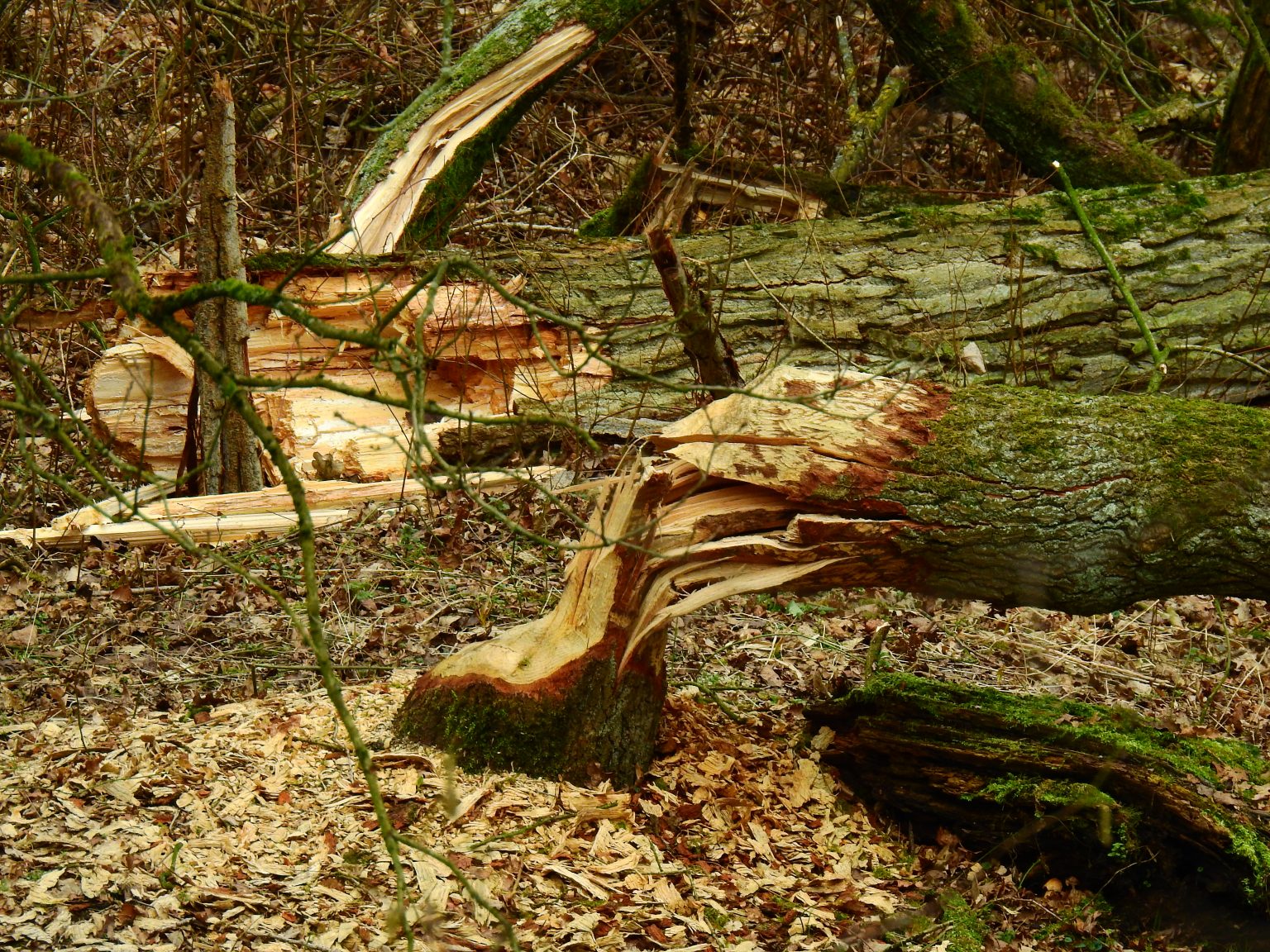 Dood hout leeft: over het tweede leven van dode bomen - Beekdaelen-Schinnen