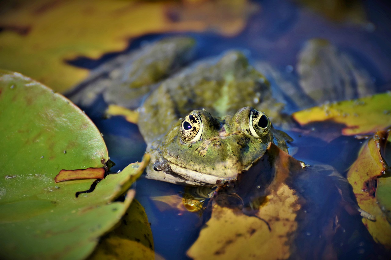 Scheppen naar waterbeestjes, 18-07-2021 - Best