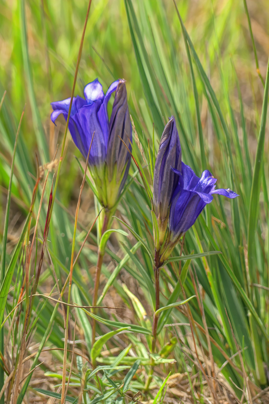 Aarlese Heidewandeling - IVN