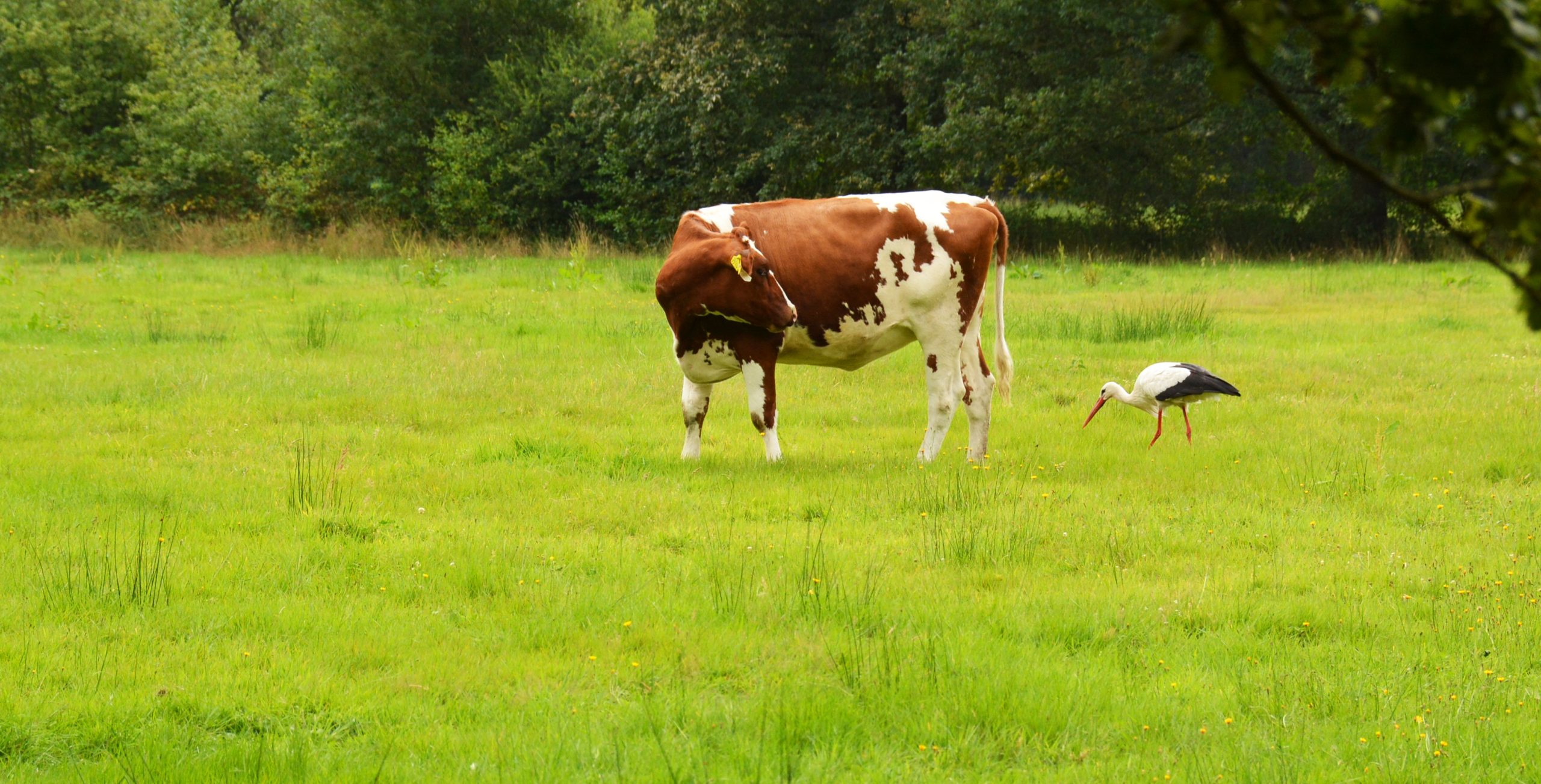 Wandelen door de Mortelen, 30-07-2023 - IVN