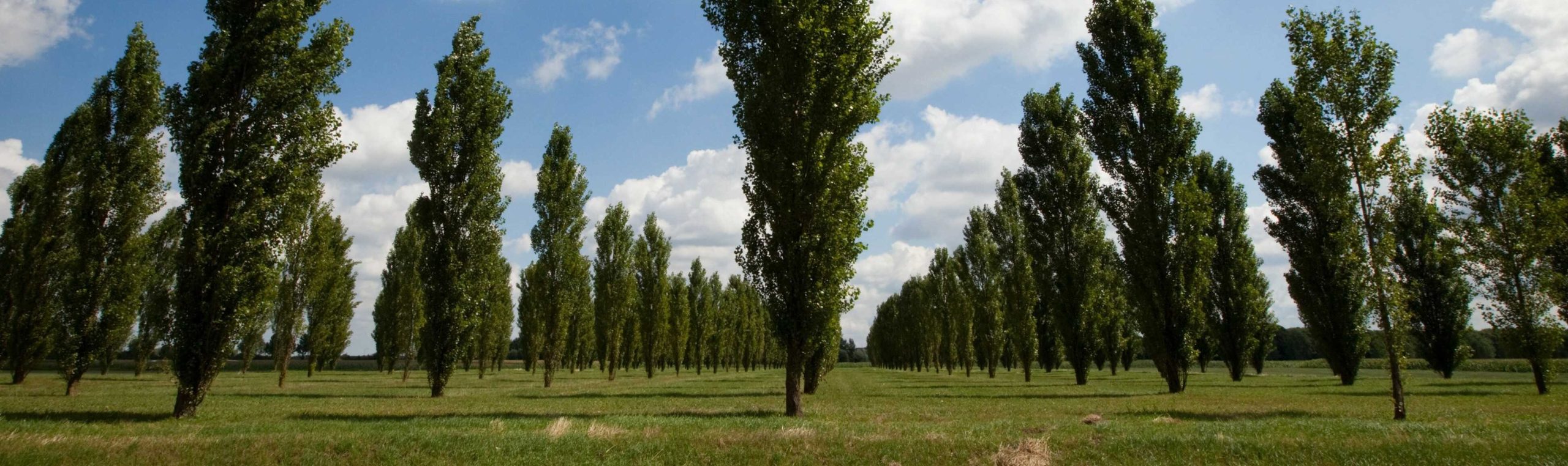 Alles over populieren - Best