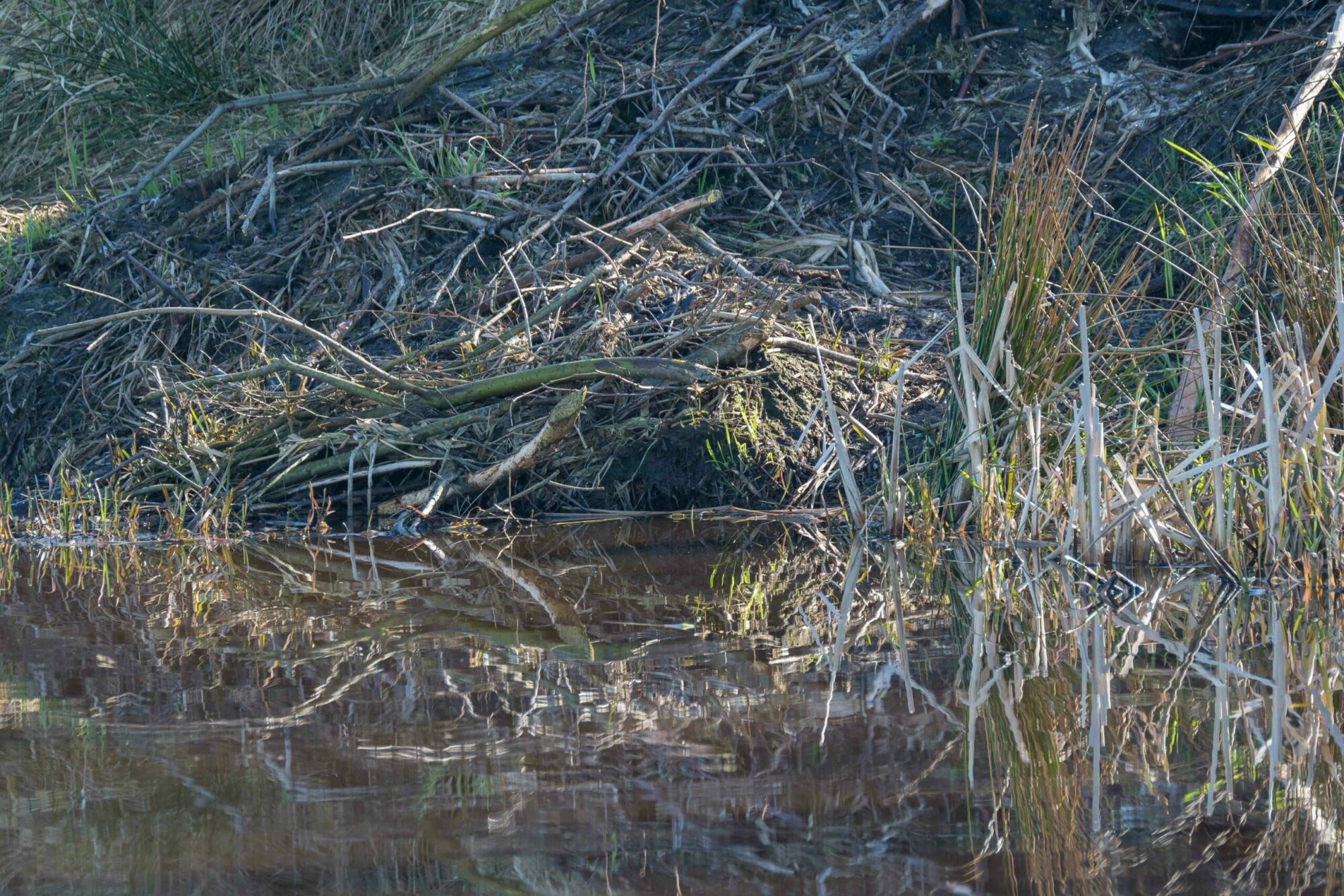 Lezing bevers - Borger-Odoorn