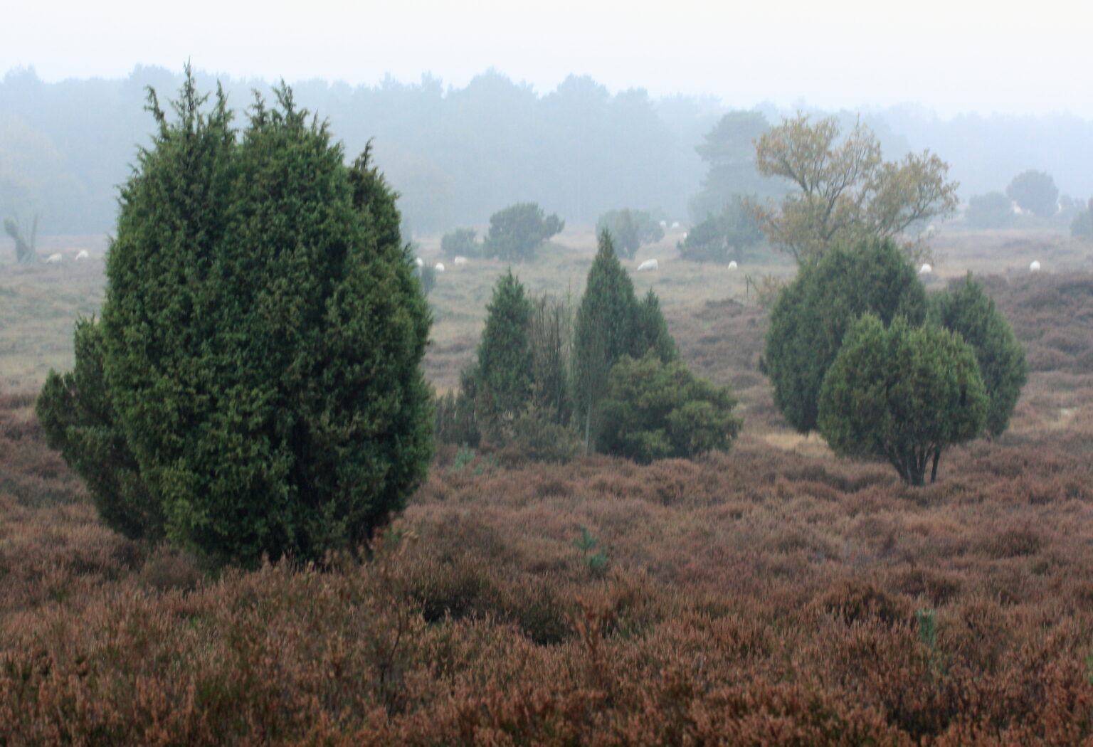 Home - Borger-Odoorn