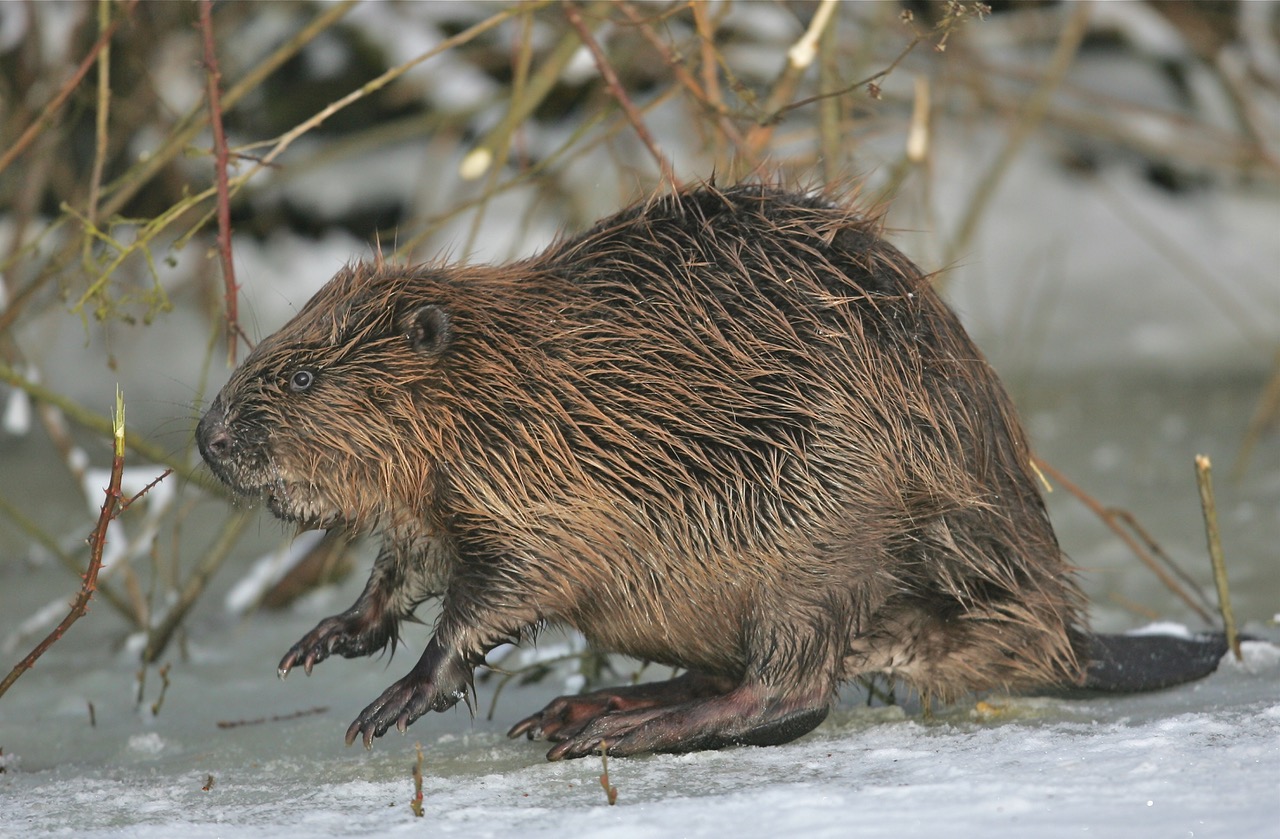 Natuur in Borger-Odoorn, Flora en Fauna - IVN