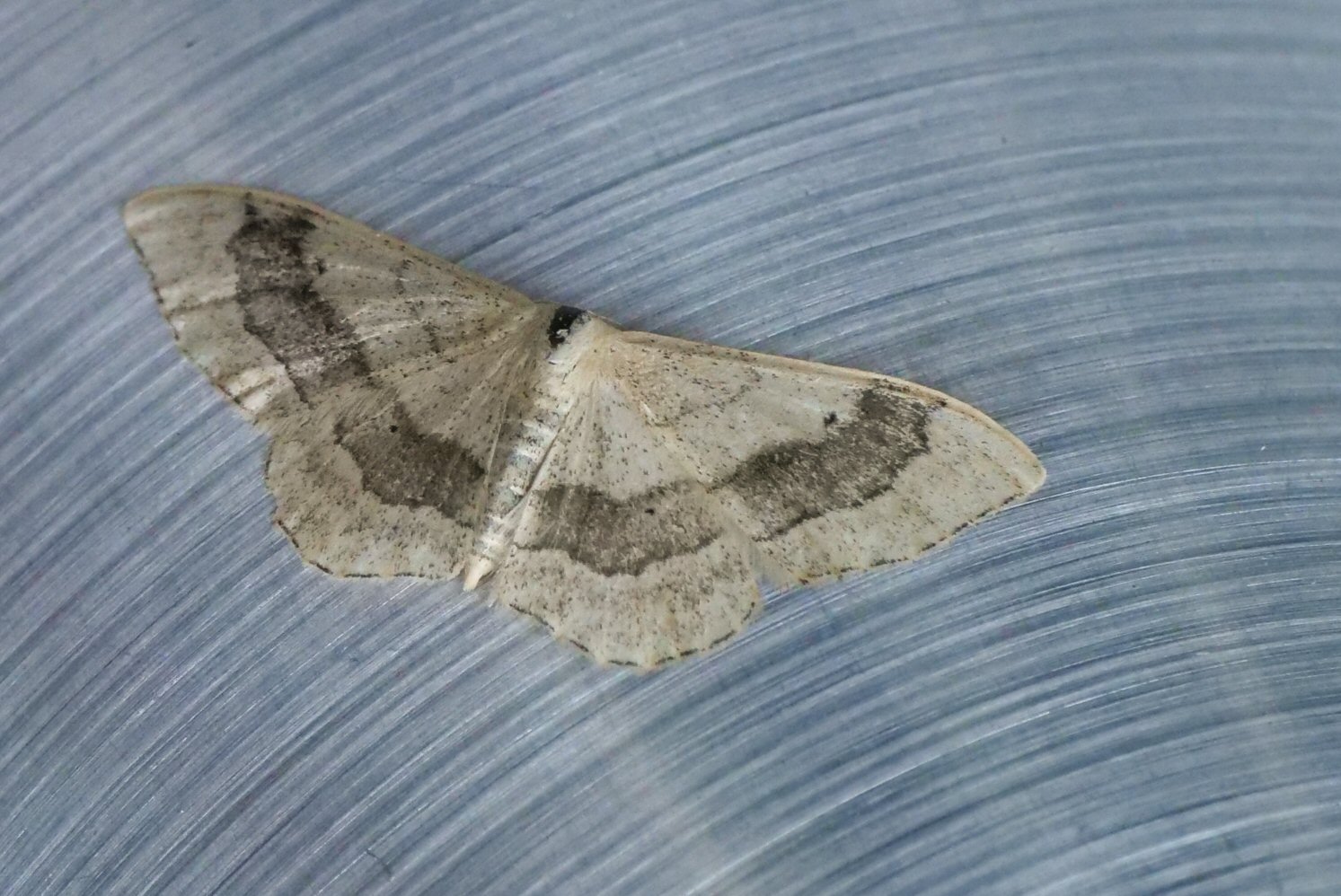 Nachtvlinderen op Beerschoten - IVN