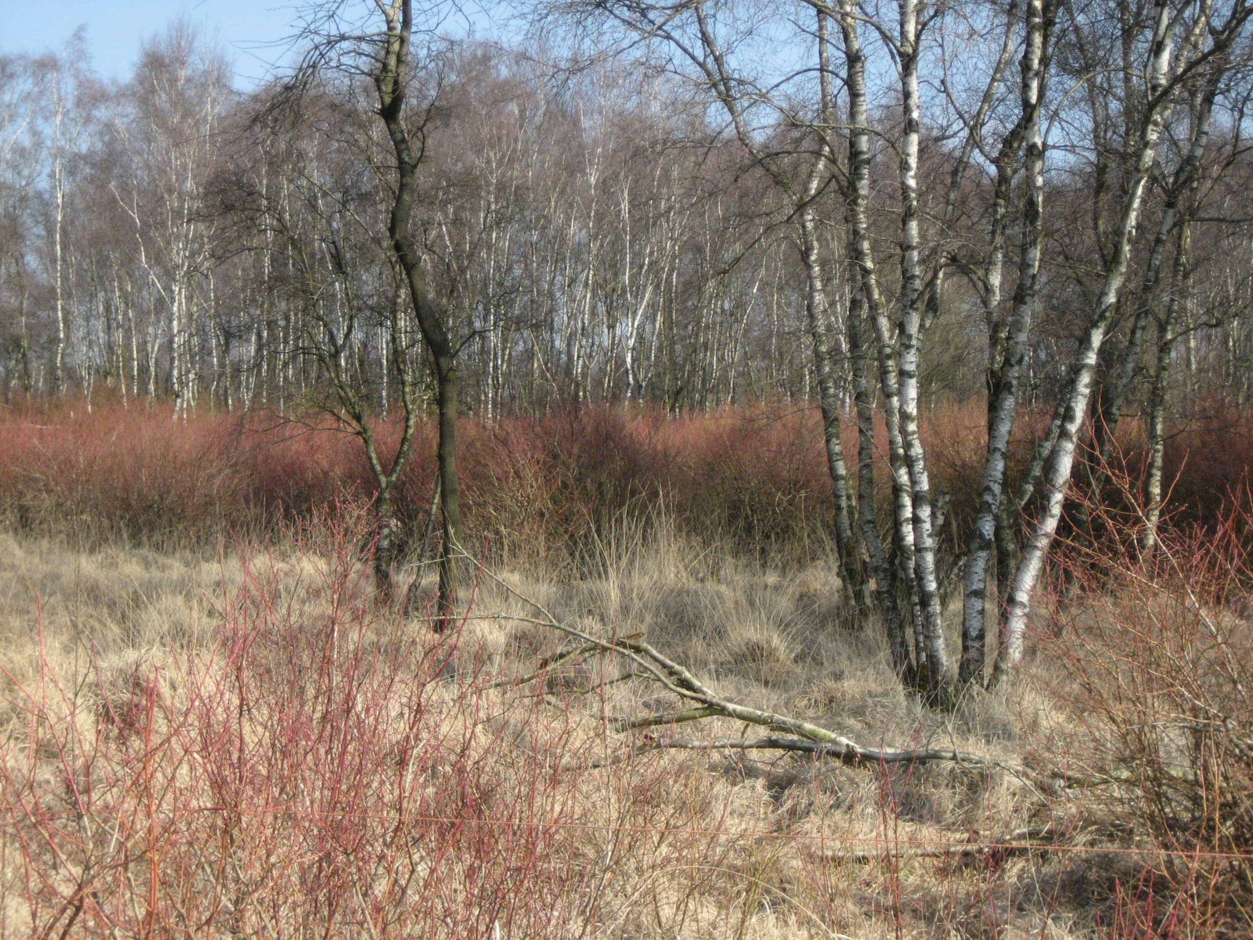 Met de PlantenWerkGroep in de Verheven Peel - de Maasdorpen