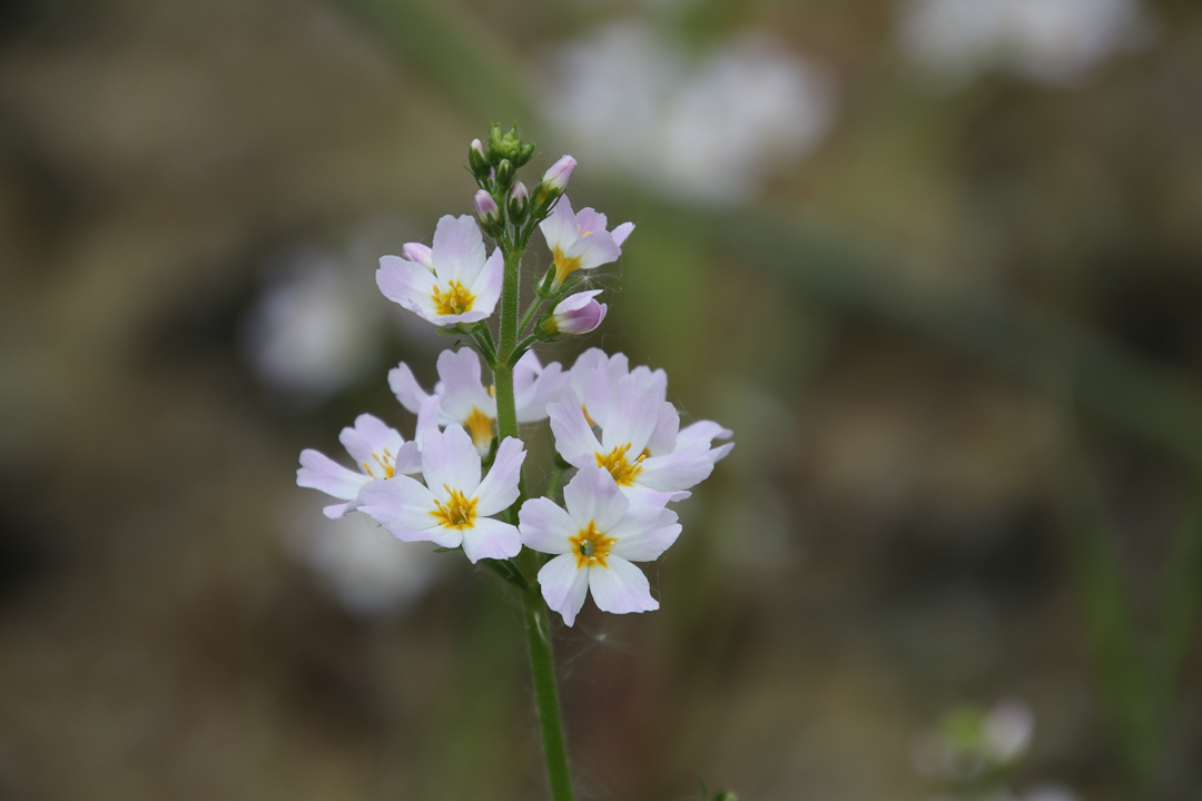Excursie Natuurgebied Waterbloem – Heibloem PWG - IVN