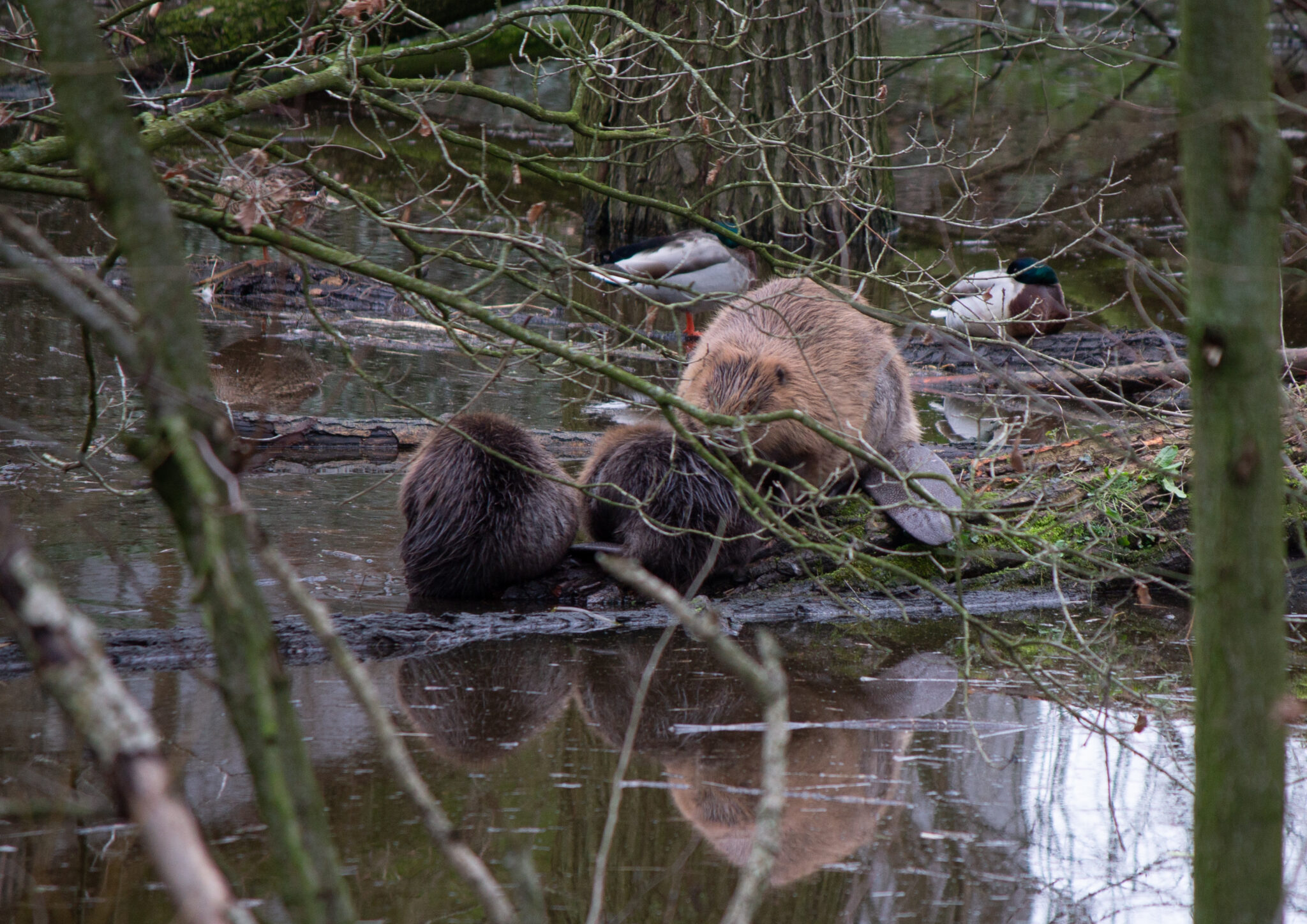 Het leven van de bever - IVN