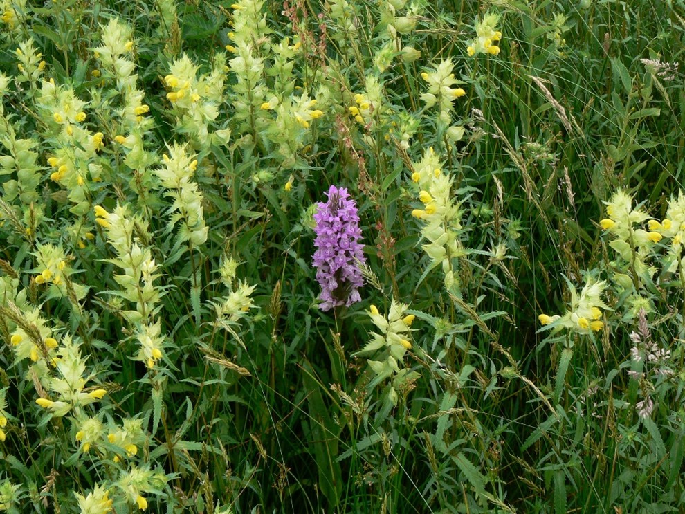 Wandeling Kaldenbroek, een gebied met een hoge landschappelijke en ...