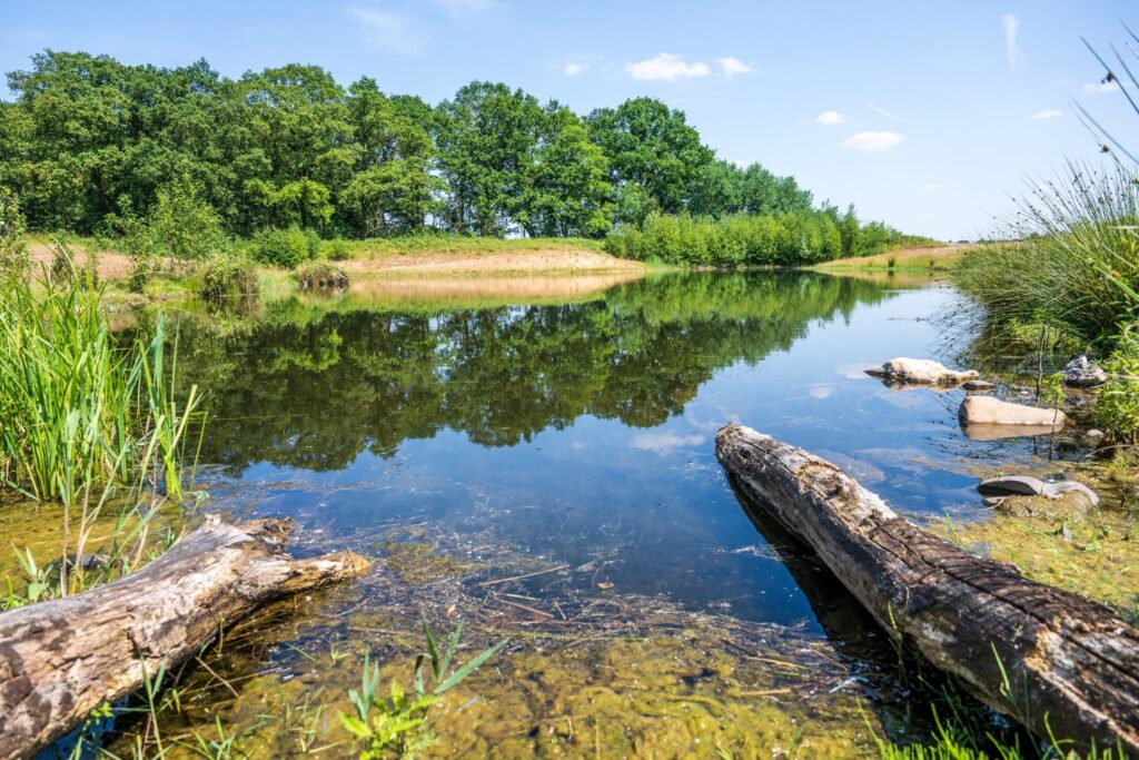 Zomeravond wandeling rondom De Diepeling - IVN