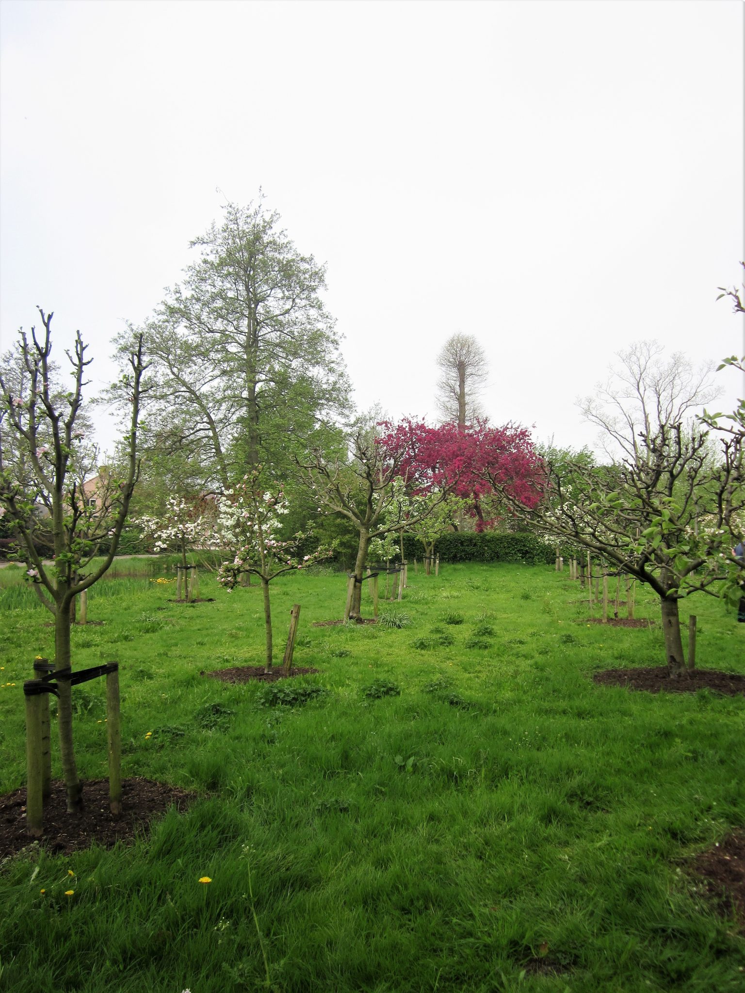 Tuin Bram de Groote in beeld - IVN