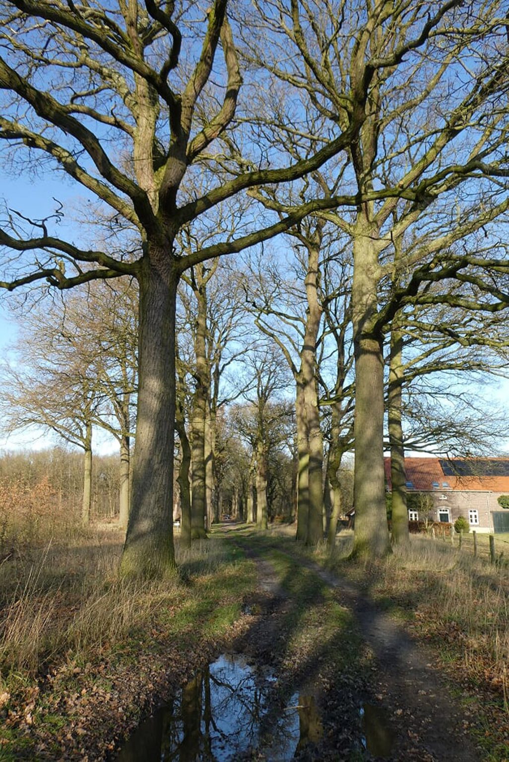 Bomen over bomen - IVN