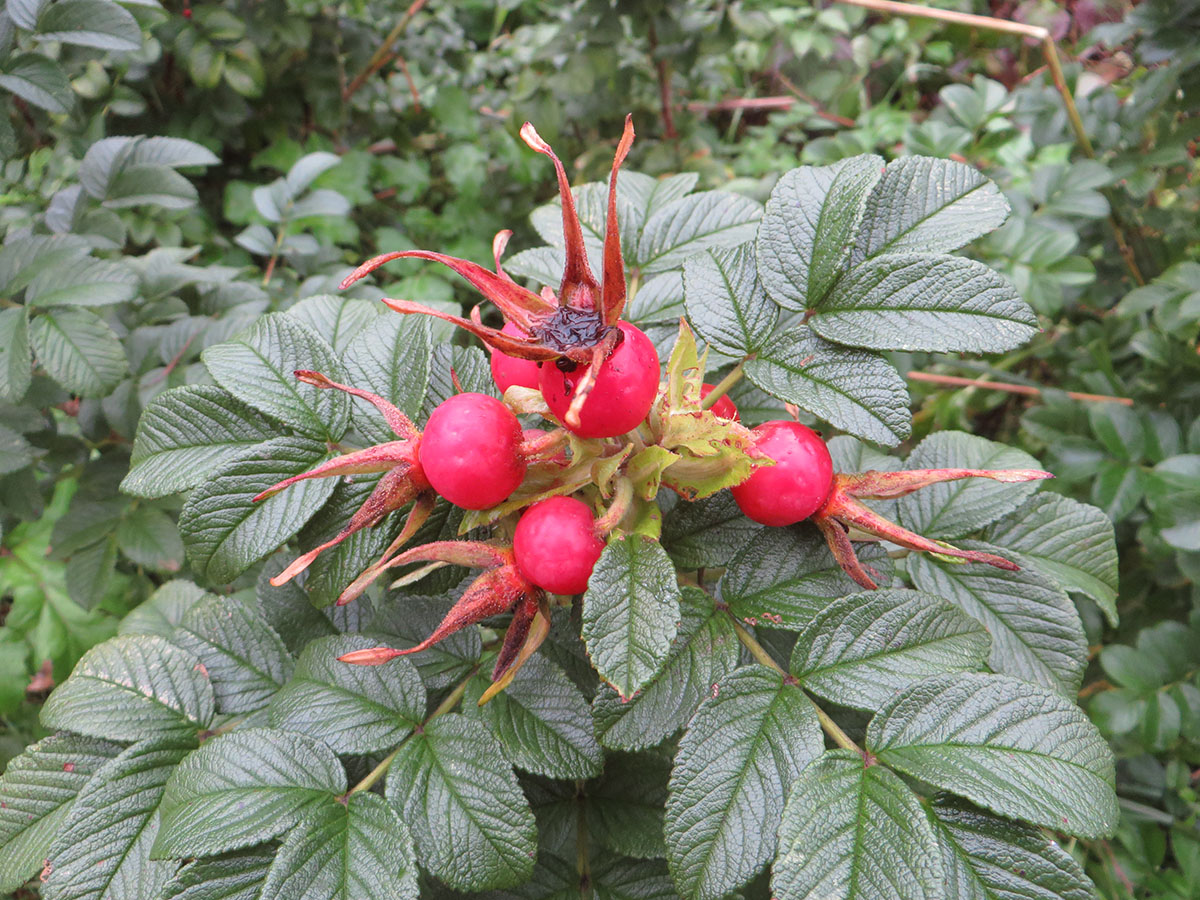 Excursie vruchten en zaden: beleef de nazomer - Delft