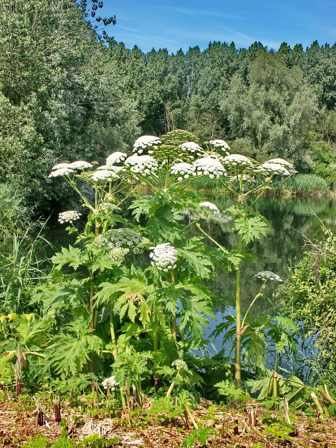 Invasieve exoten - Dronten