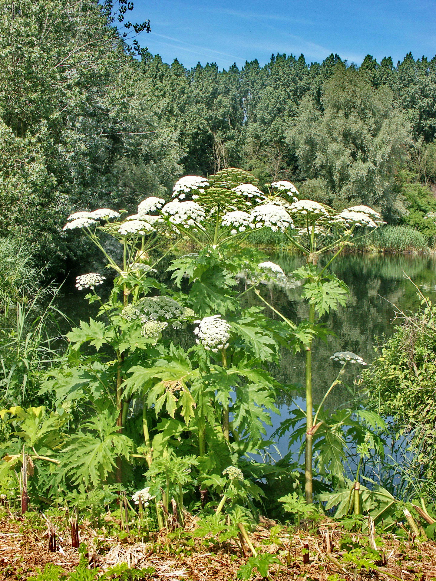 Invasieve exoten - Dronten
