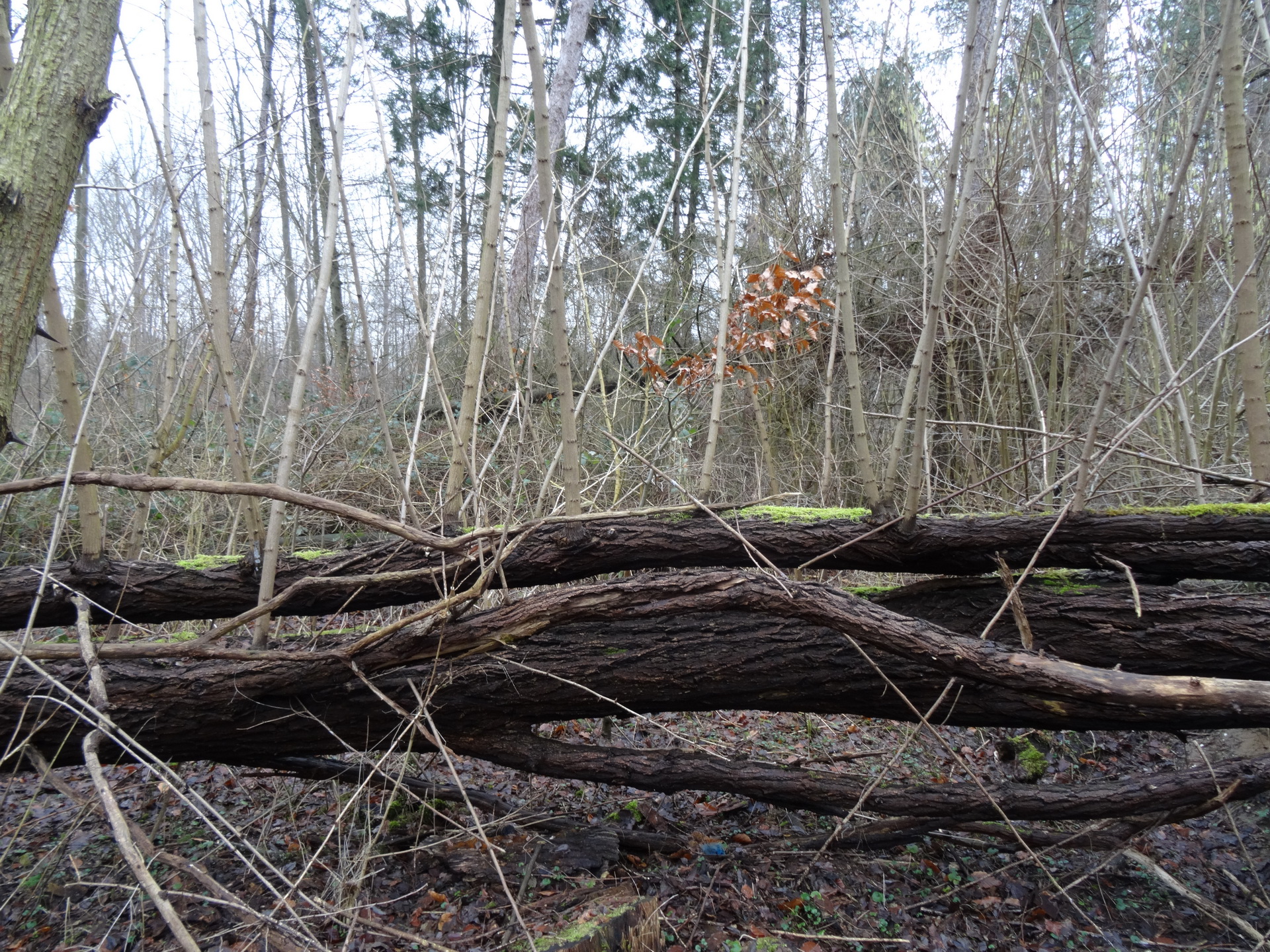 Natuurwandeling bos Swifterbant - Dronten