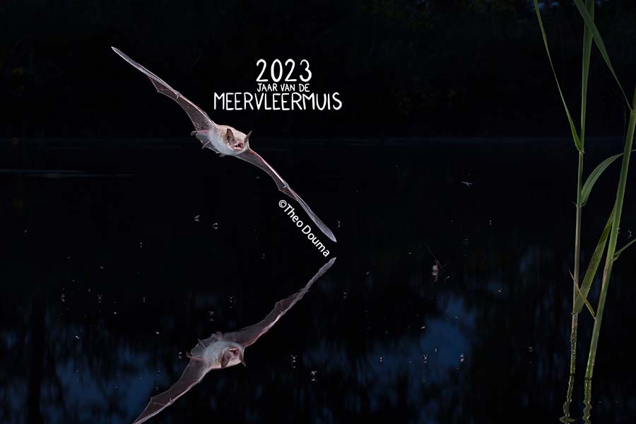 Meervleermuis langs de IJssel - IVN