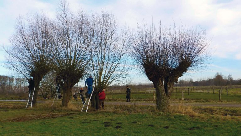 Wilgenknotten - Diepenheim