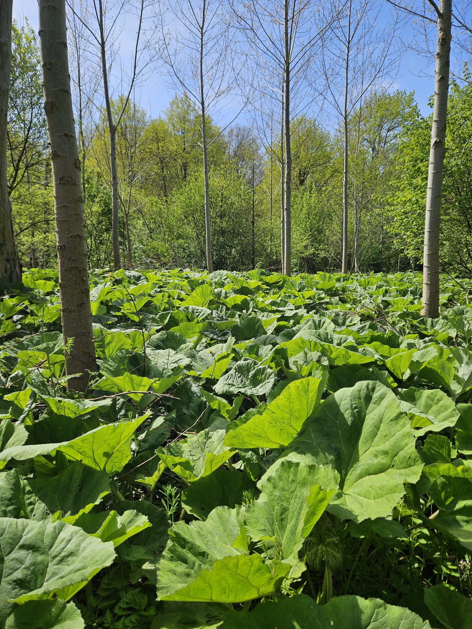 Publieksexcursie Viersprong De Elzen. - Dordrecht