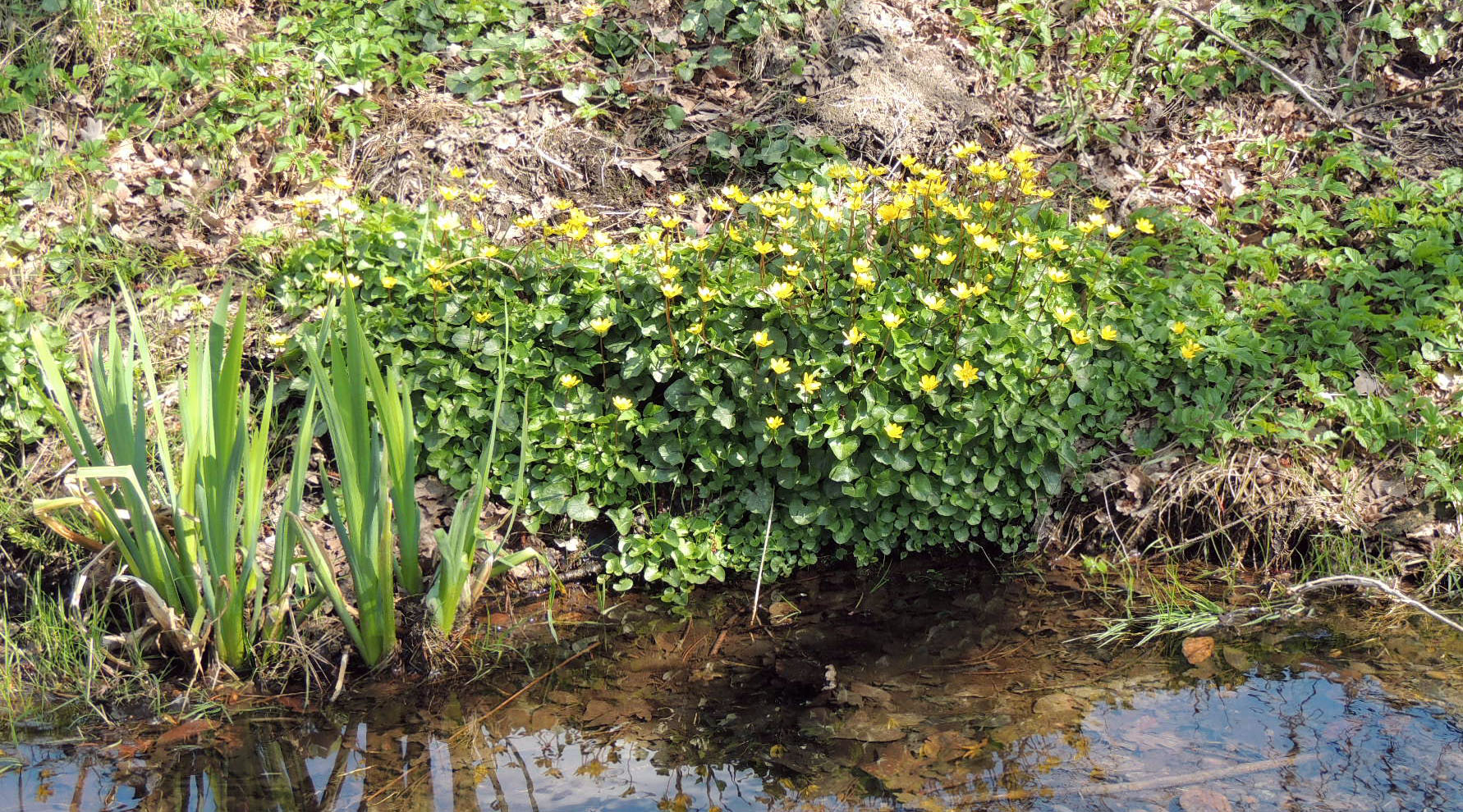 Naar de oorsprong van de beek - IVN