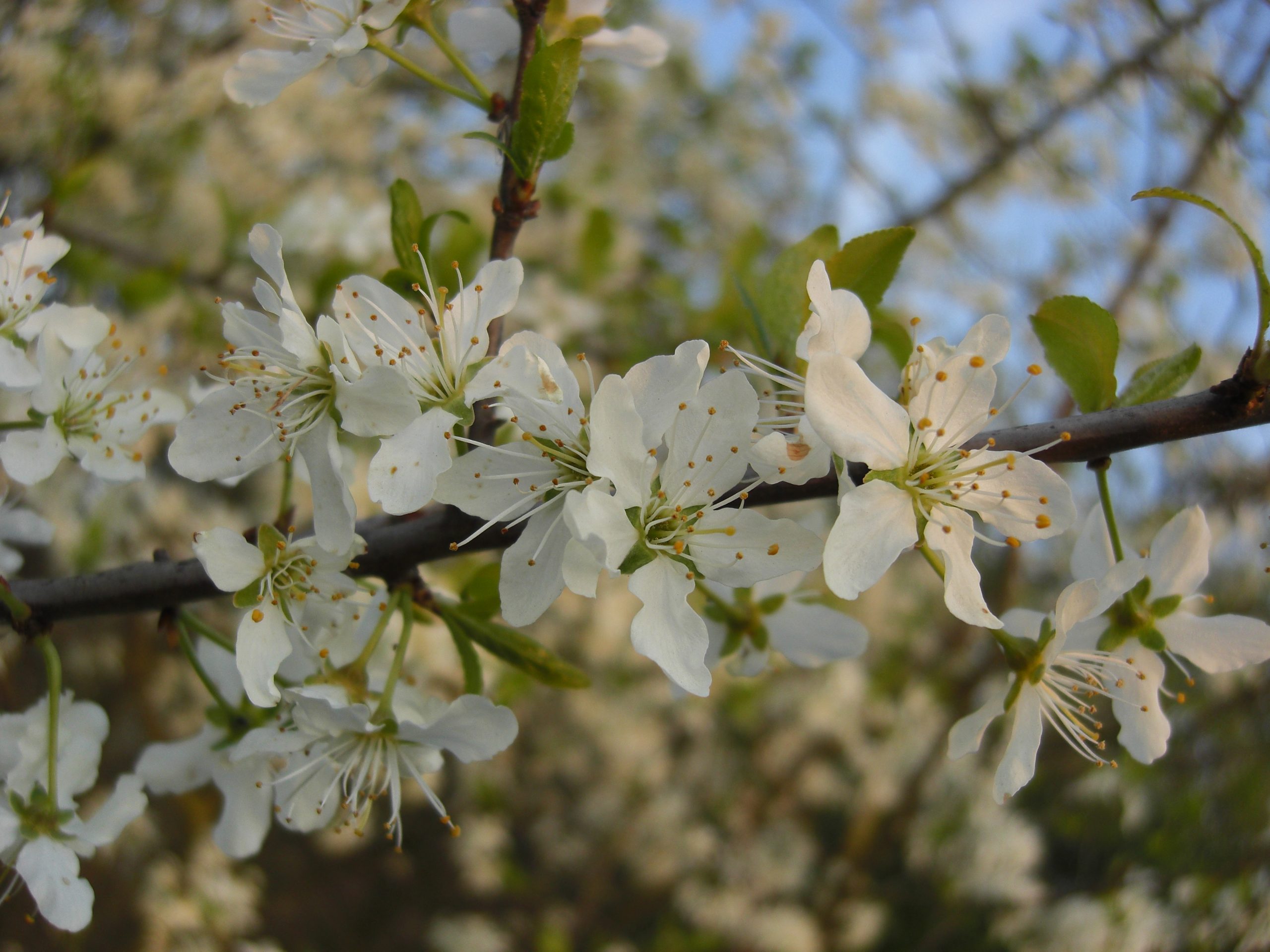 Bomen en Planten - IVN