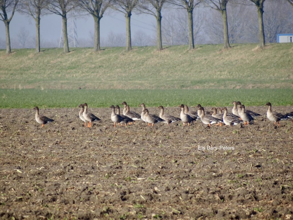 Activiteiten - West-Betuwe