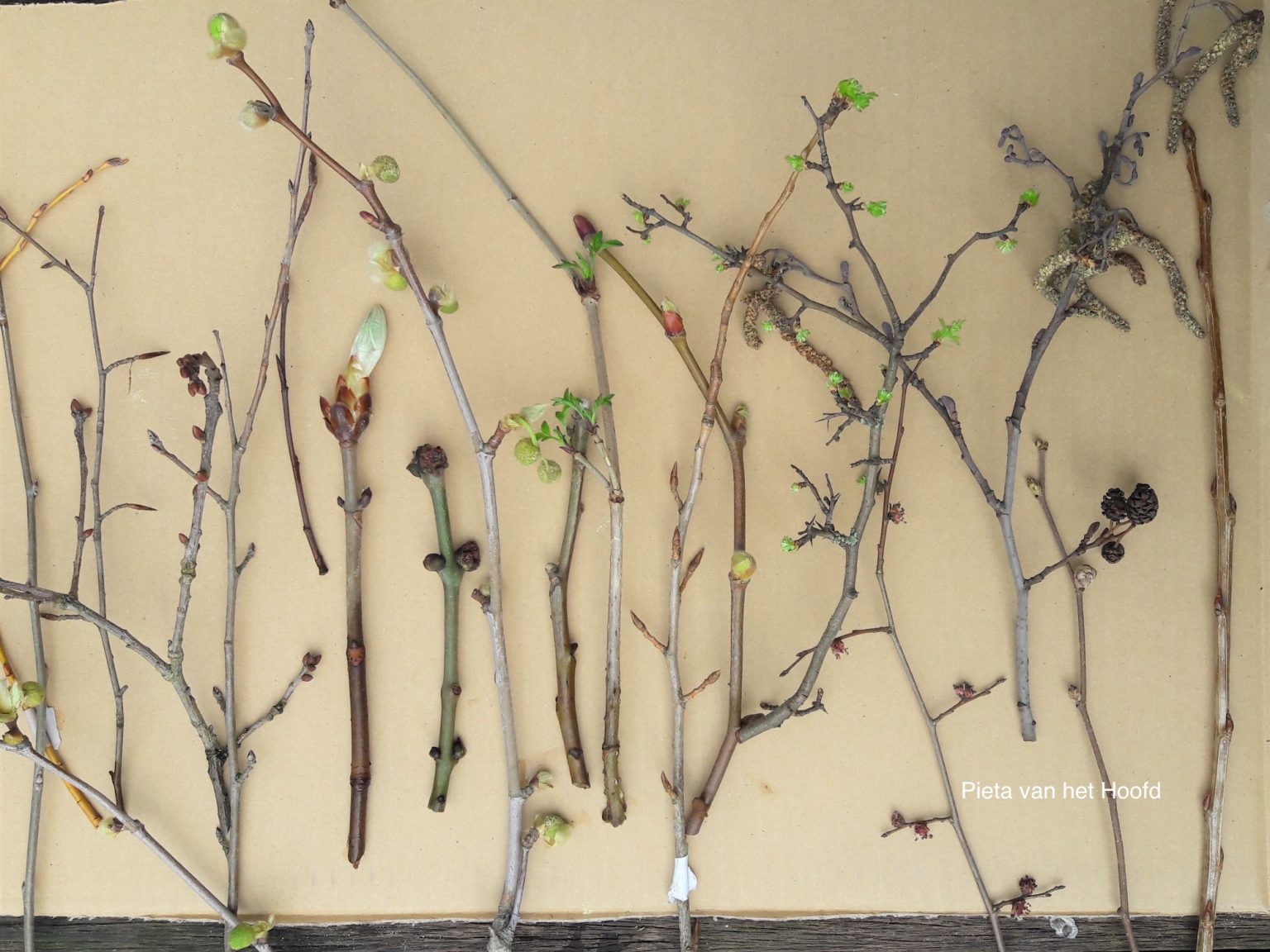 Bomen herkennen in de winter - West-Betuwe